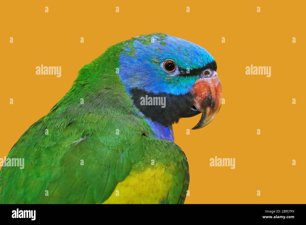 Lord derbys parakeet psittacula derbiana hi-res stock photography and ...