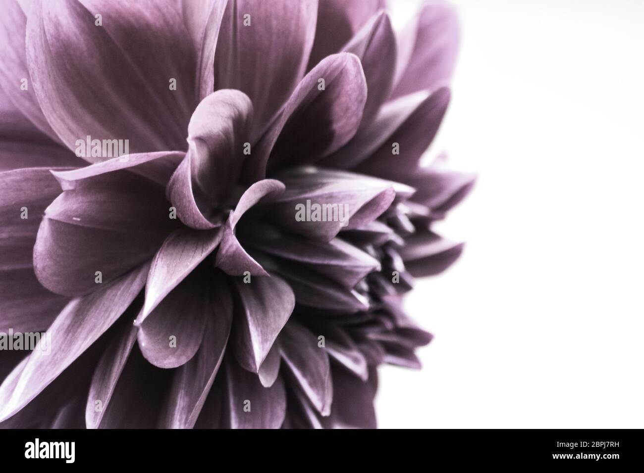 Bright background blooming chrysanthemums hi-res stock photography and ...