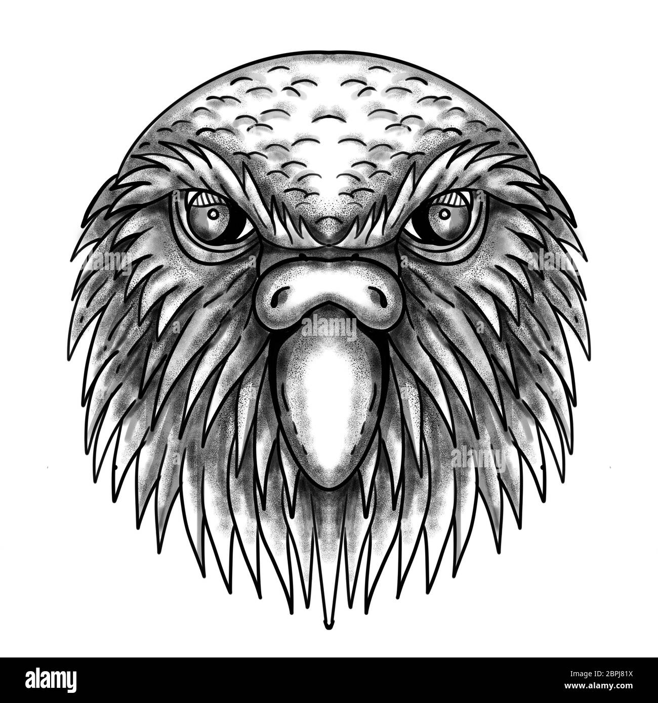 Kakapo Parrot Drawing