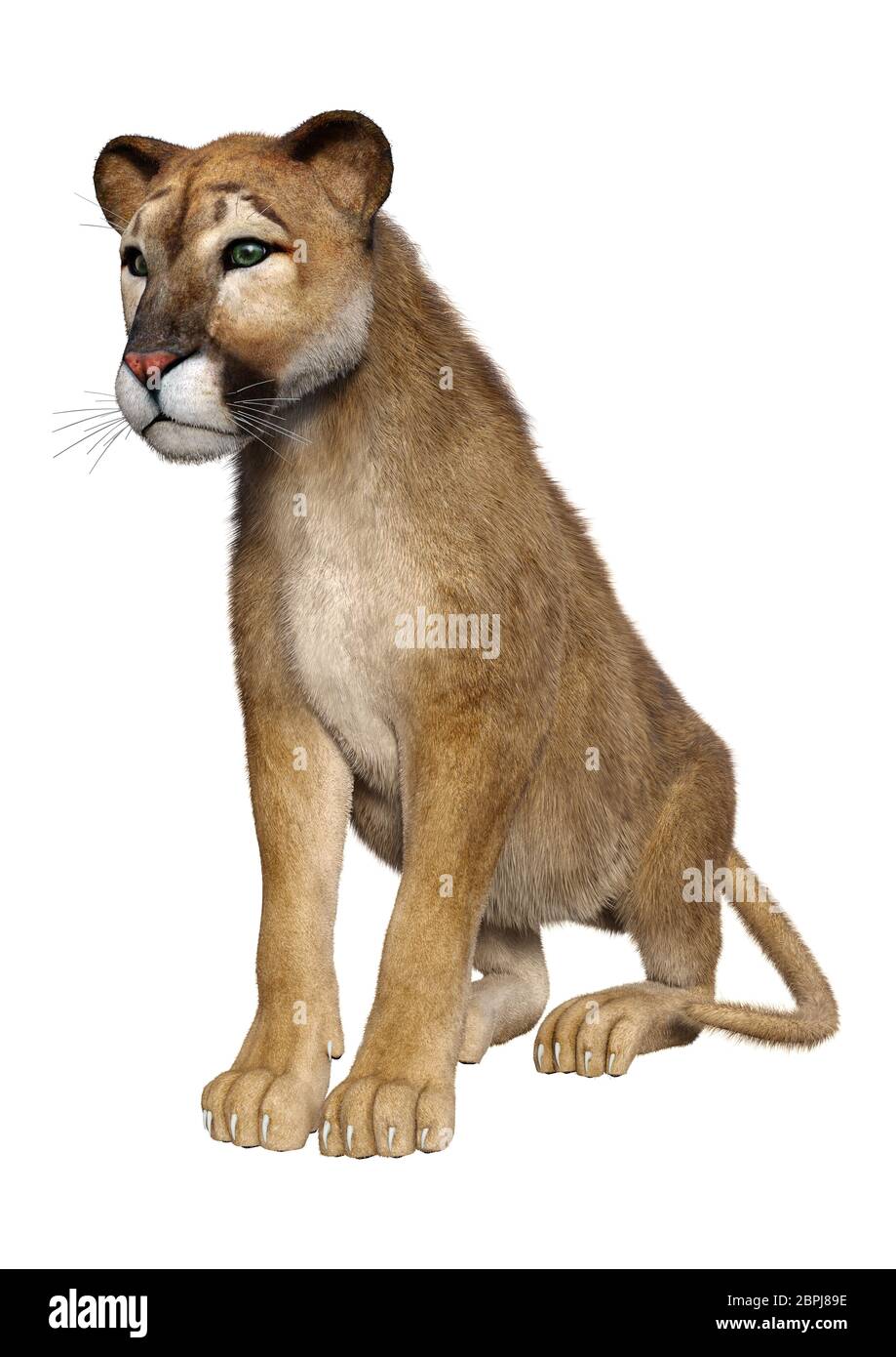 Puma sitting Cut Out Stock Images & Pictures - Alamy