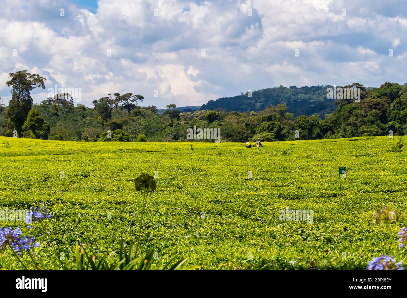 Field of tea leaves as far as the eye can see near Thika in central ...