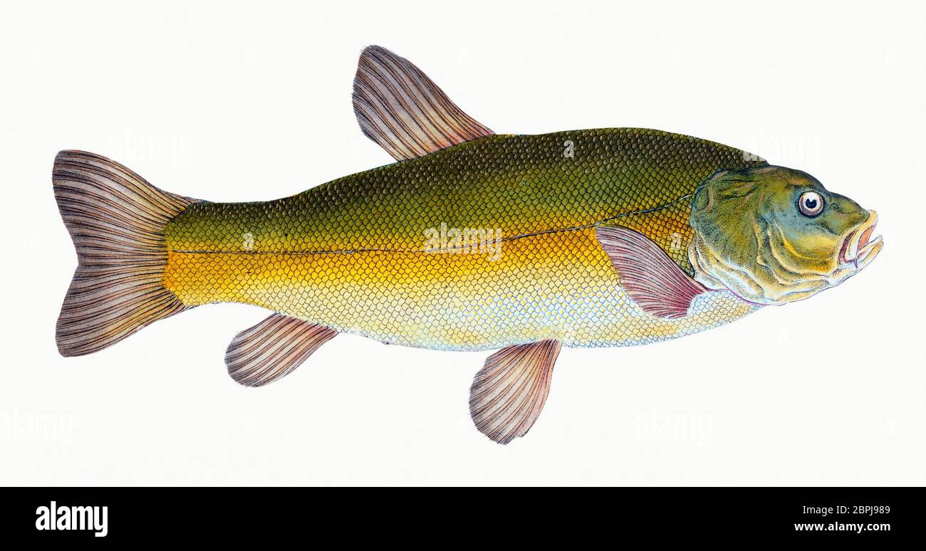 British tench illustration hi-res stock photography and images - Alamy