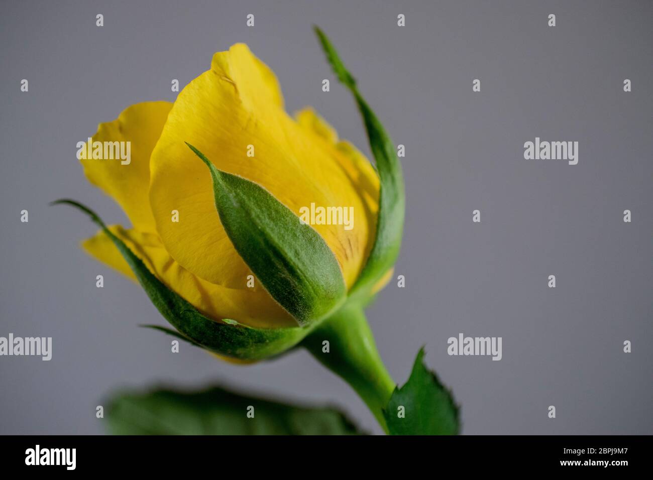 Single grey green stem hi-res stock photography and images - Alamy
