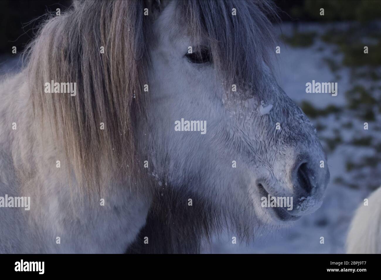Yakut horses in the winter in the snow. The breed of Yakut horses Stock ...