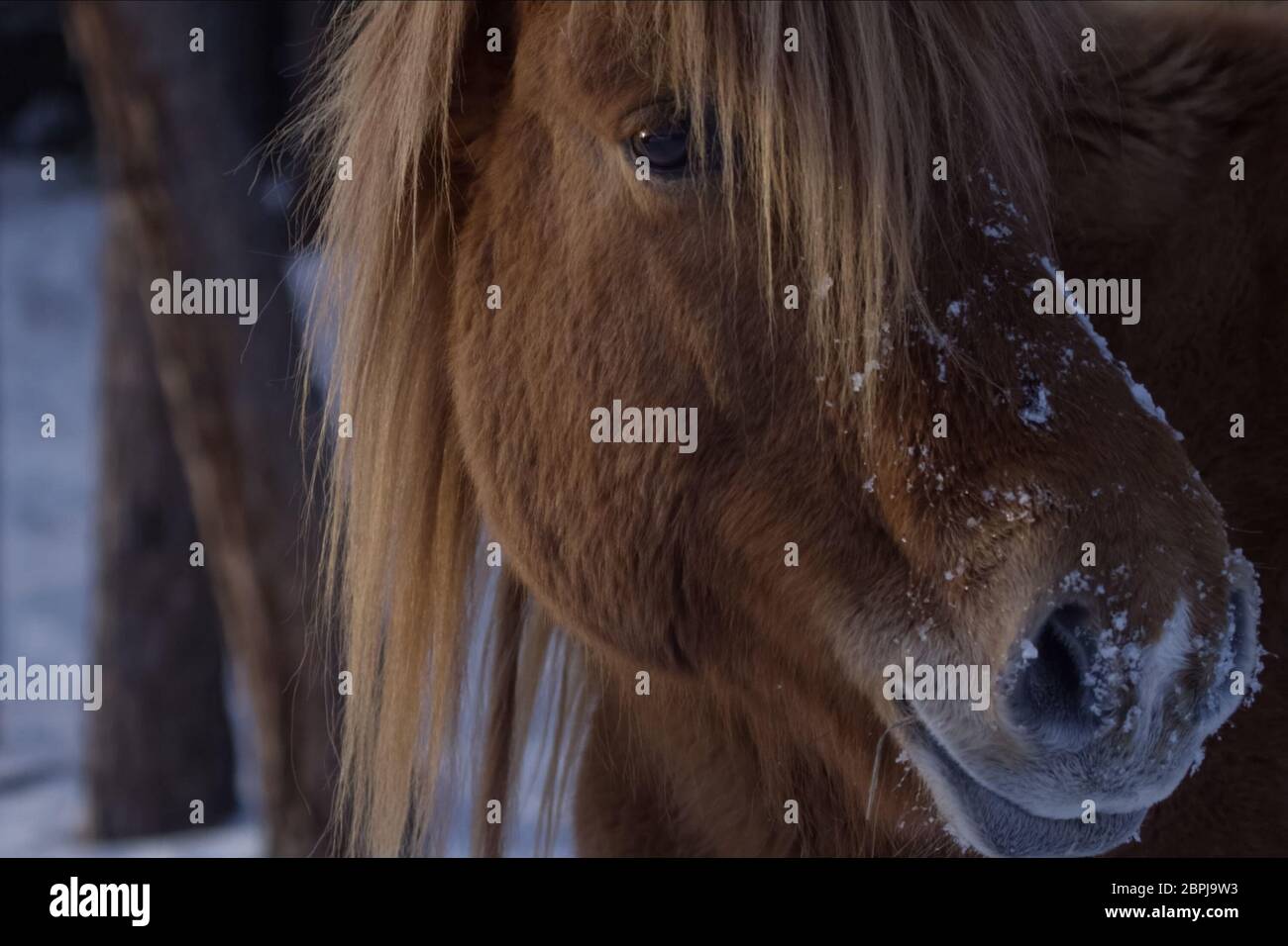 Yakuthorse hi-res stock photography and images - Alamy