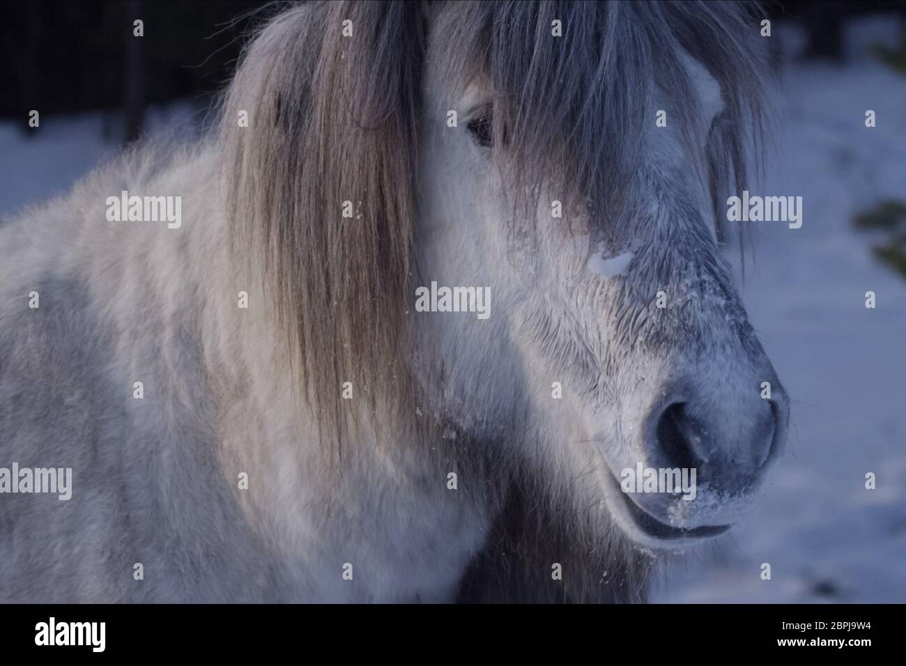 Yakut horses in the winter in the snow. The breed of Yakut horses Stock ...