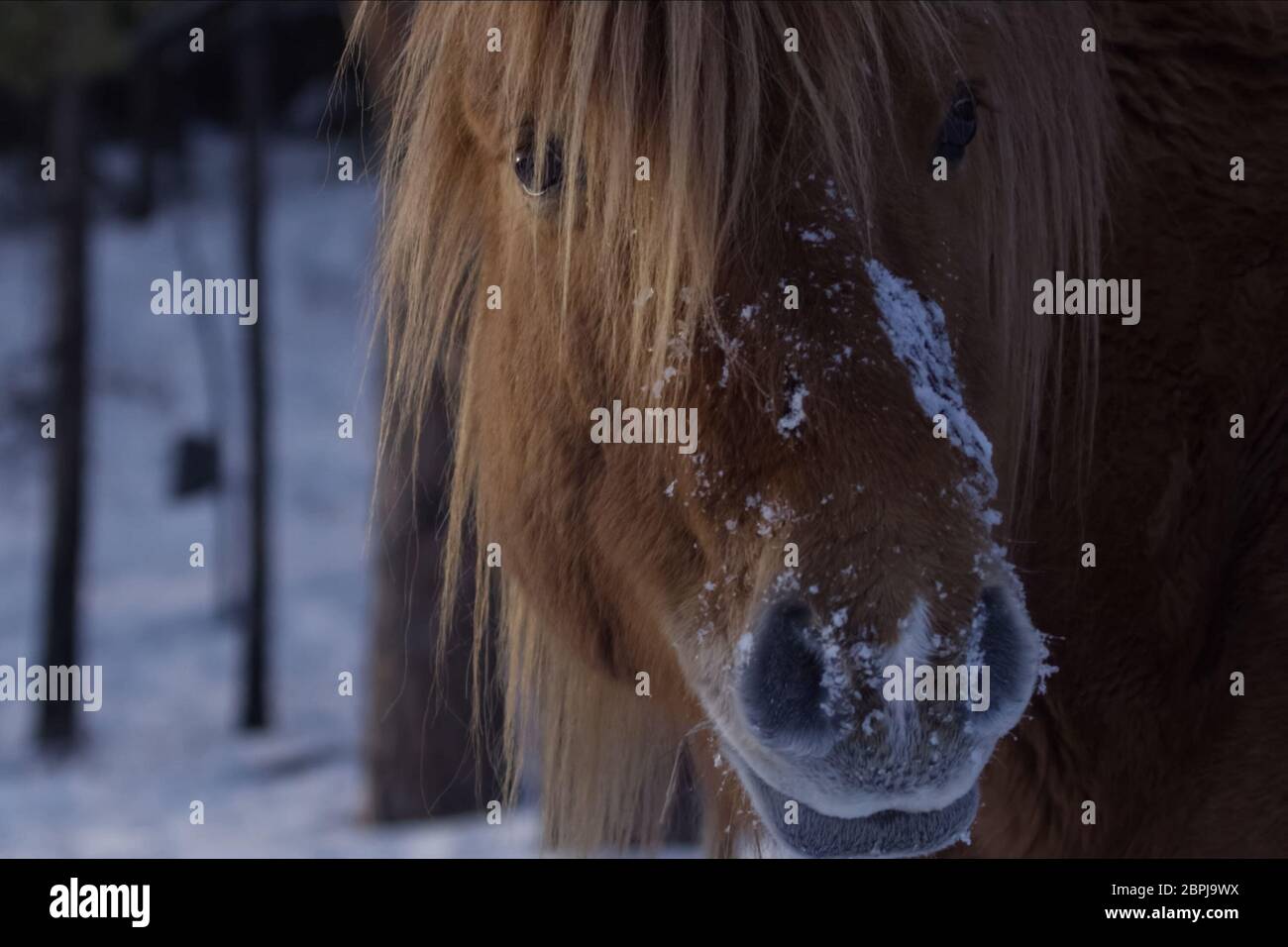 Yakut horses in the winter in the snow. The breed of Yakut horses Stock ...