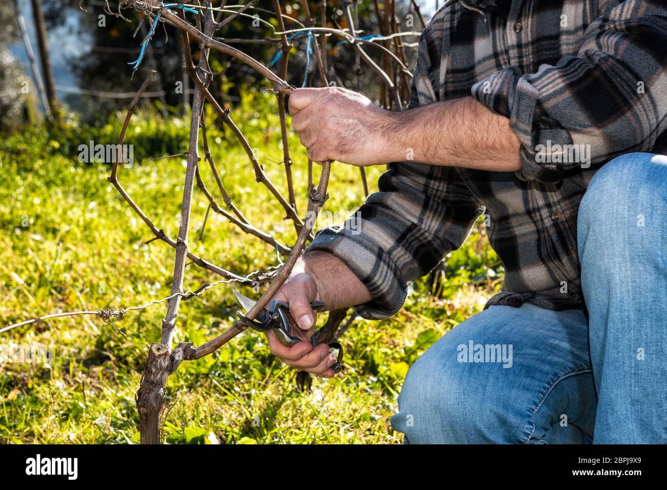 Close up of the hands of a Caucasian wine grower at work, engaged in ...