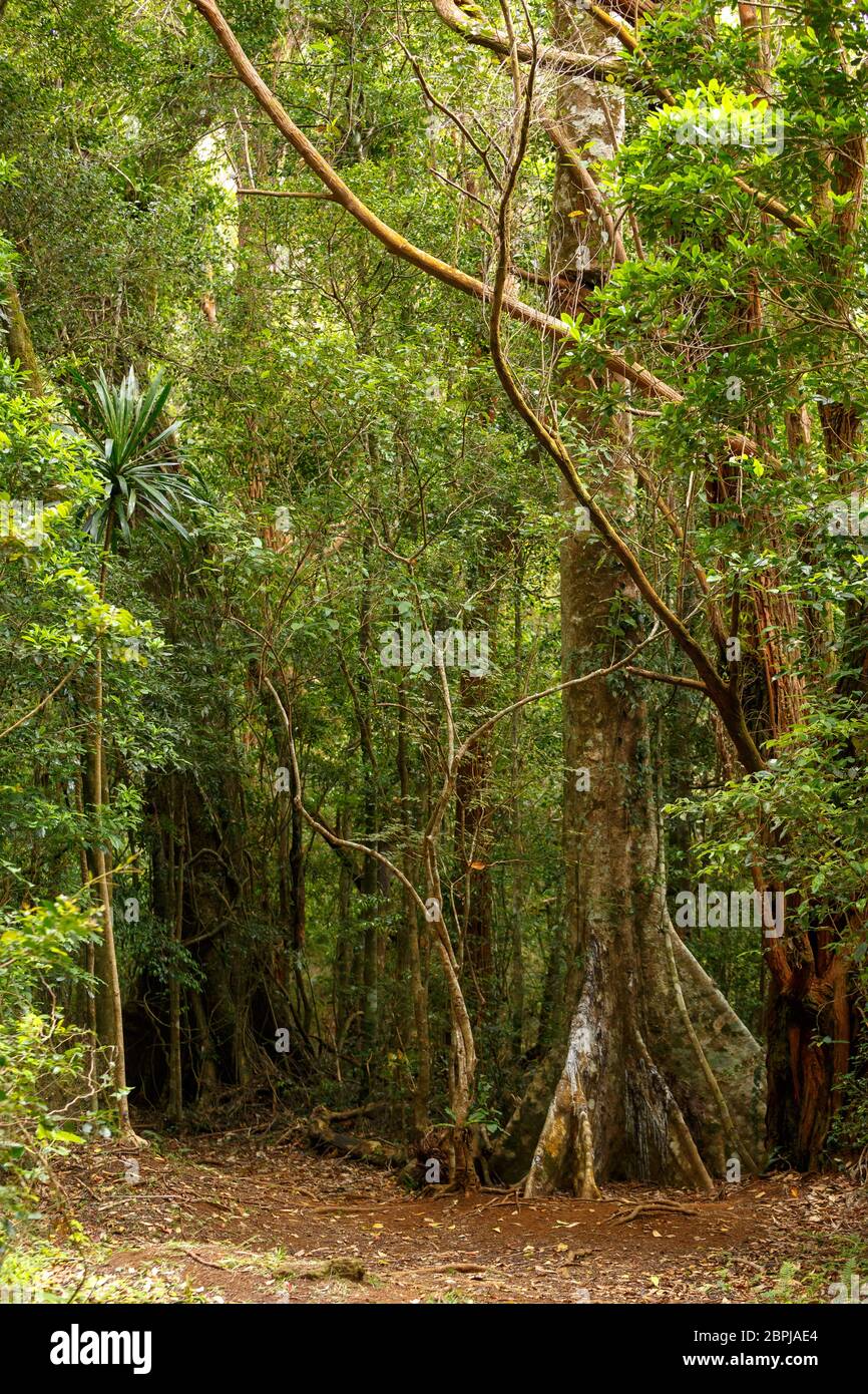 Madagascar landscape, wilderness rainforest, Amber Mountain national ...