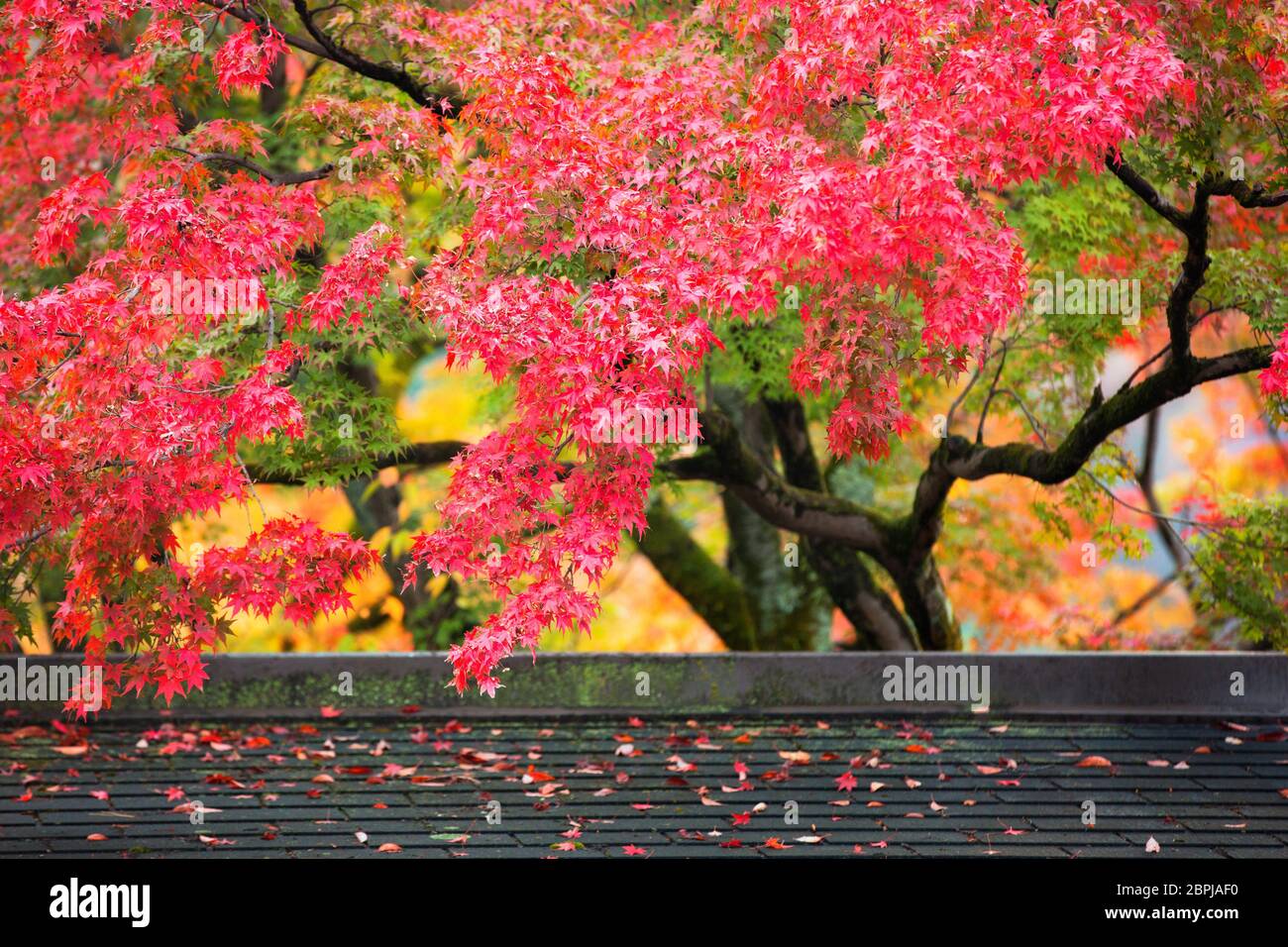 Colorful japanese maple (Acer palmatum) leaves during momiji season at ...