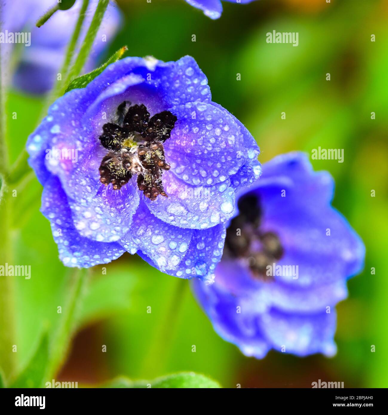 Delphinium close up hi-res stock photography and images - Alamy