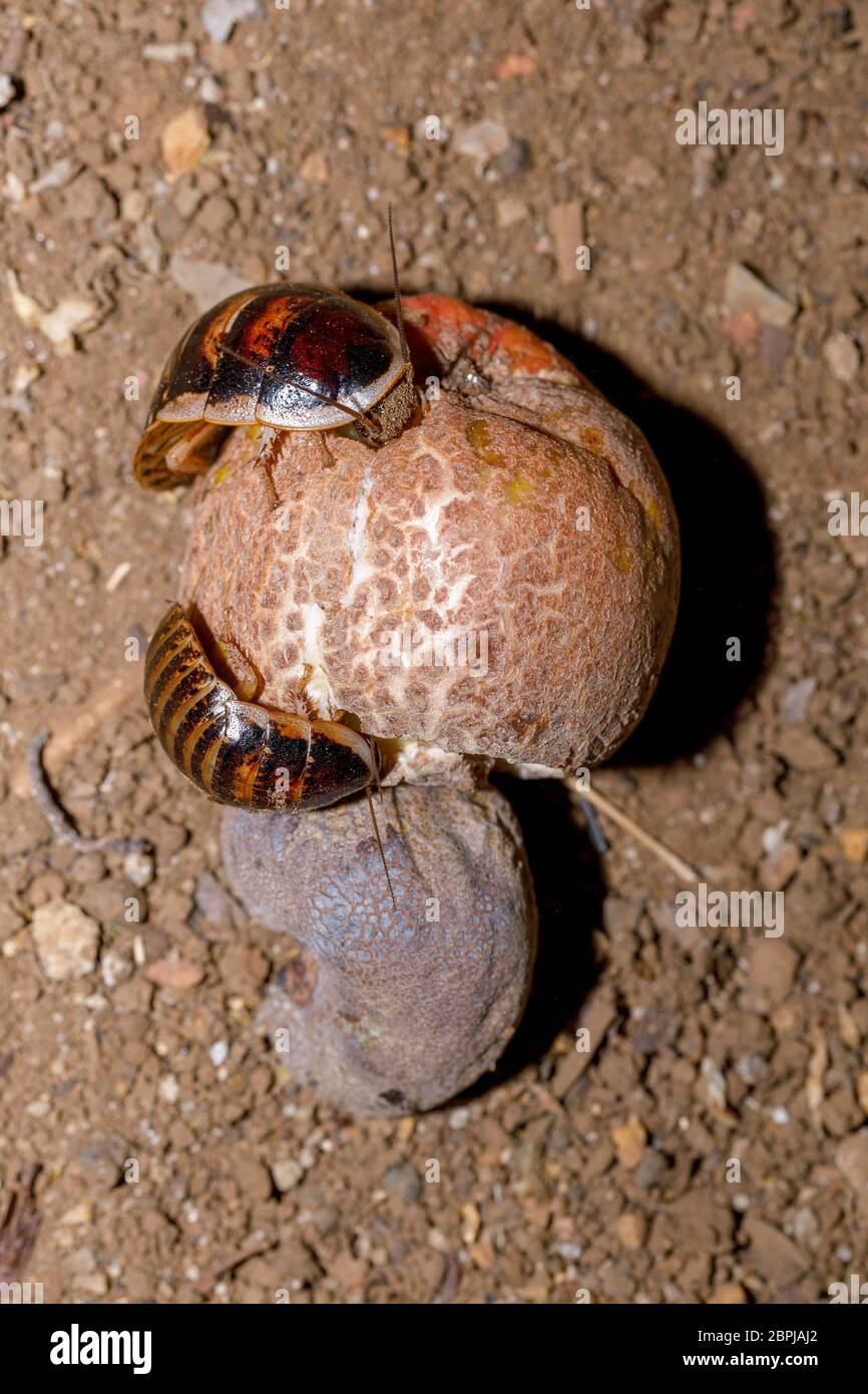 Madagascar hissing cockroach aka Gromphadorina Portentosa while eating ...