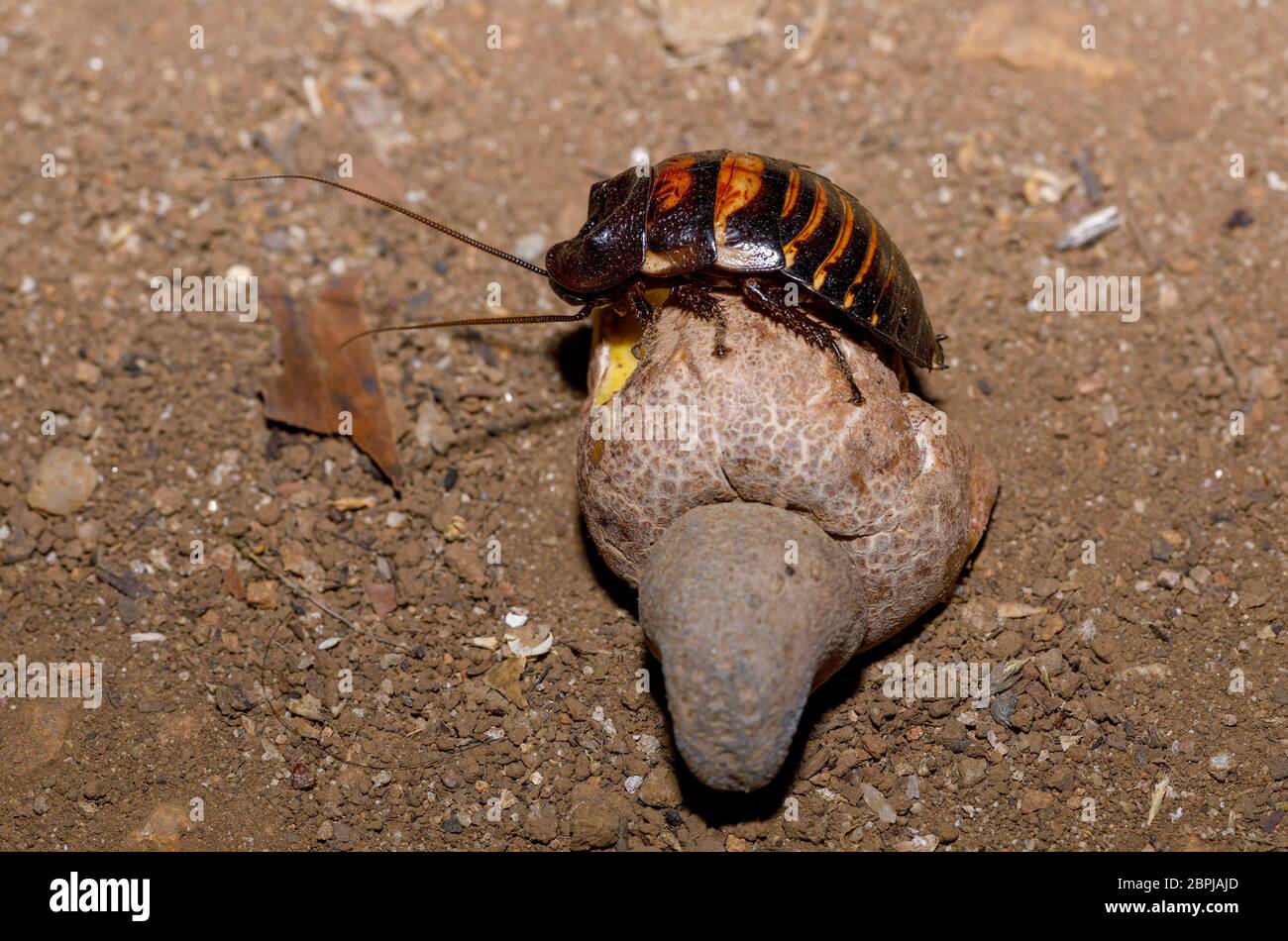 Rare tropical disease hi-res stock photography and images - Alamy