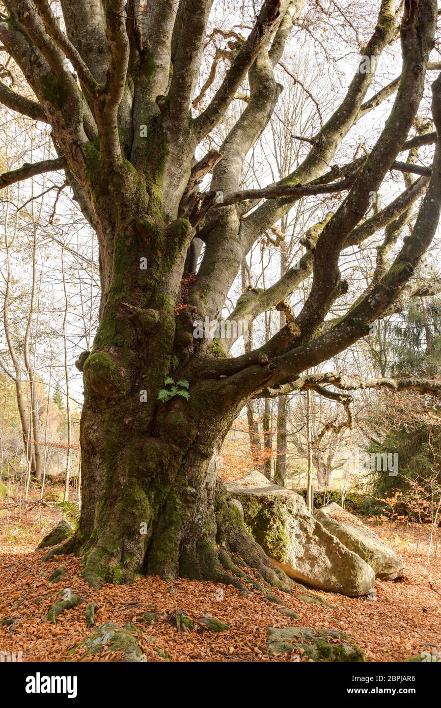 Baum buche hi-res stock photography and images - Alamy