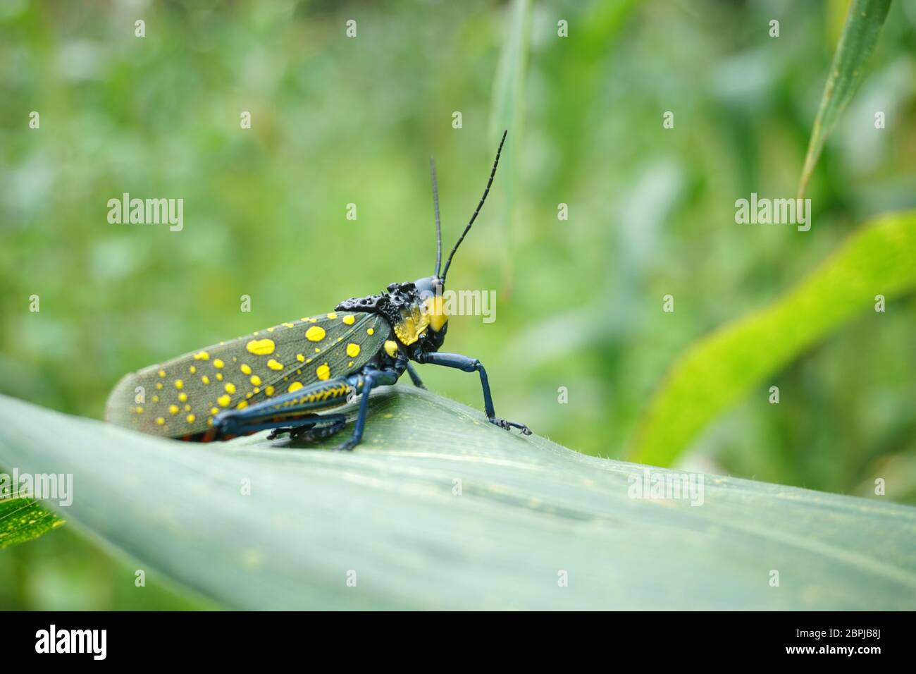 Aularches miliaris on the leaves Stock Photo - Alamy