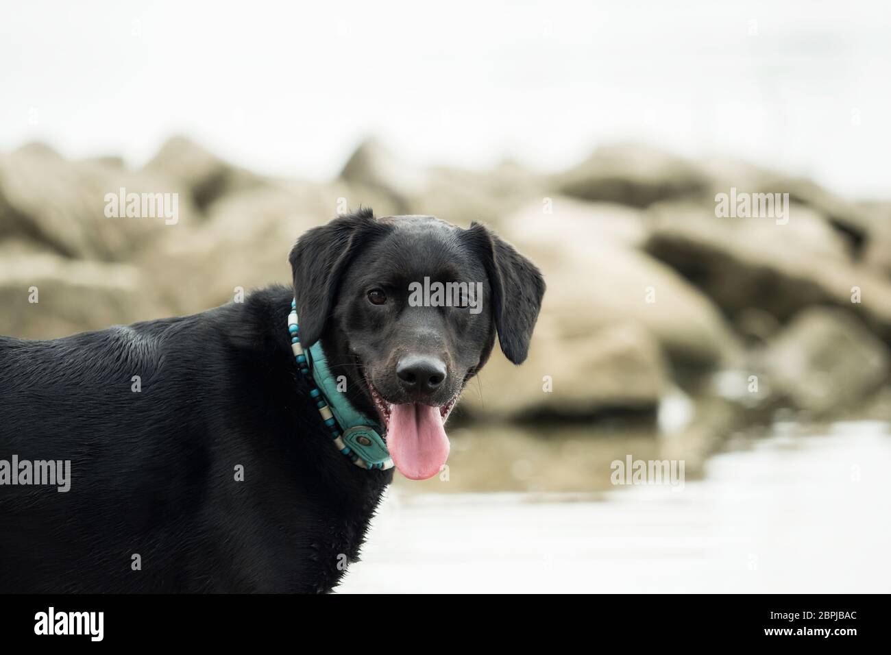 Black labrador outside hi-res stock photography and images - Alamy