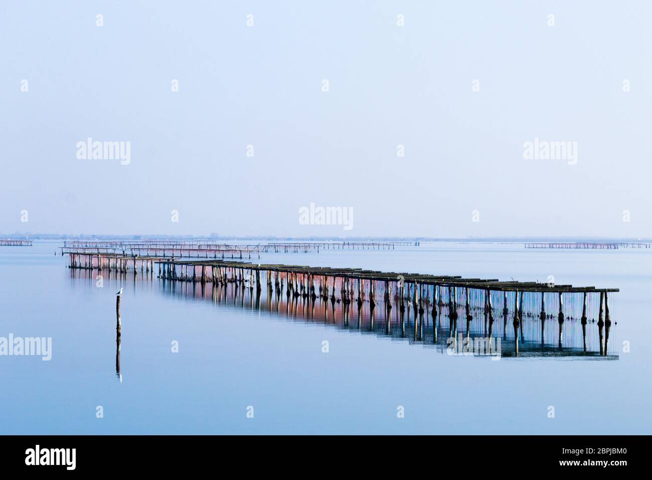 Shellfish farming from Po river lagoon, Italy. Scardovari beach ...