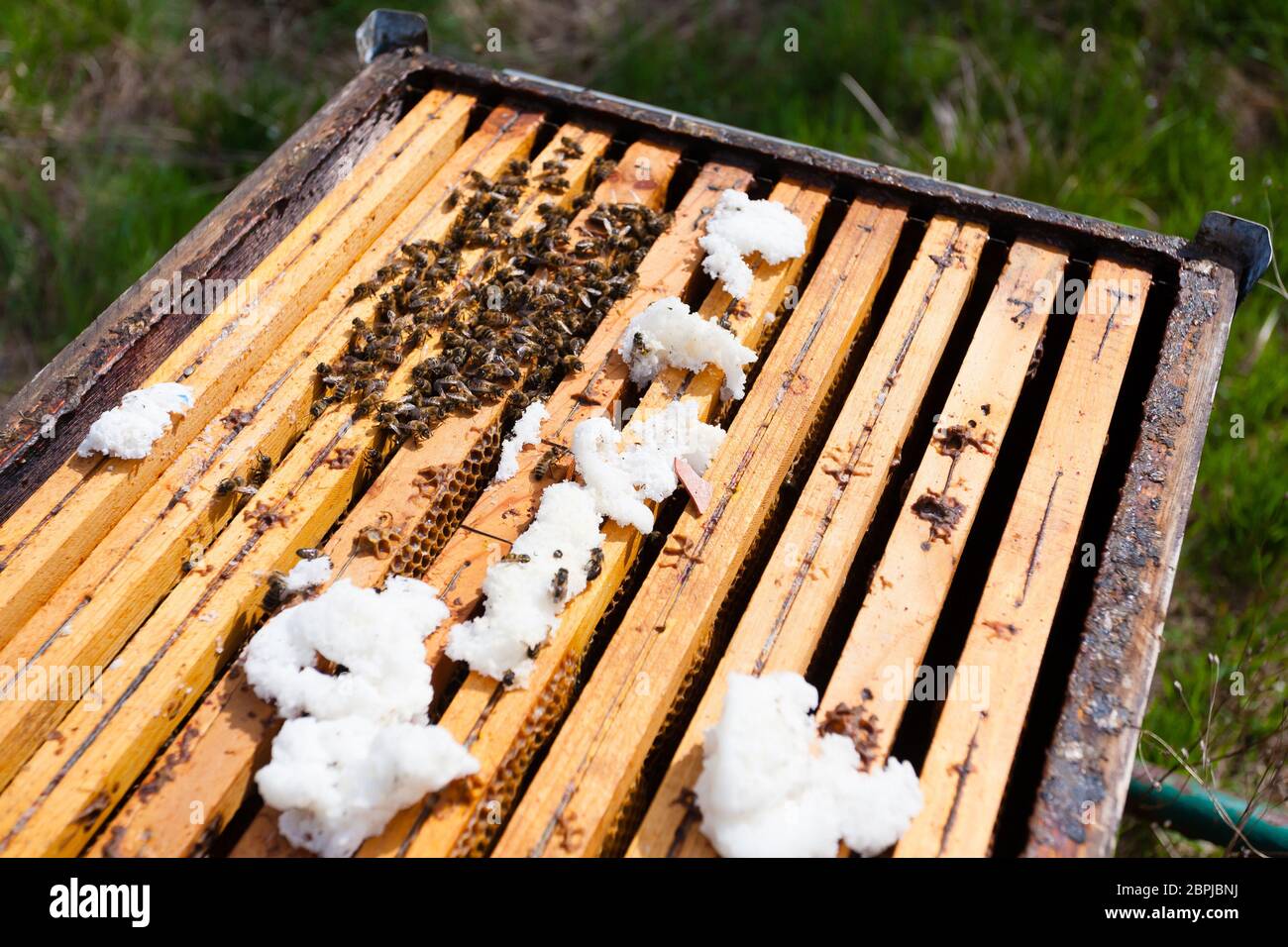 Open hive detail. Beekeeping, agriculture, rural life Stock Photo - Alamy