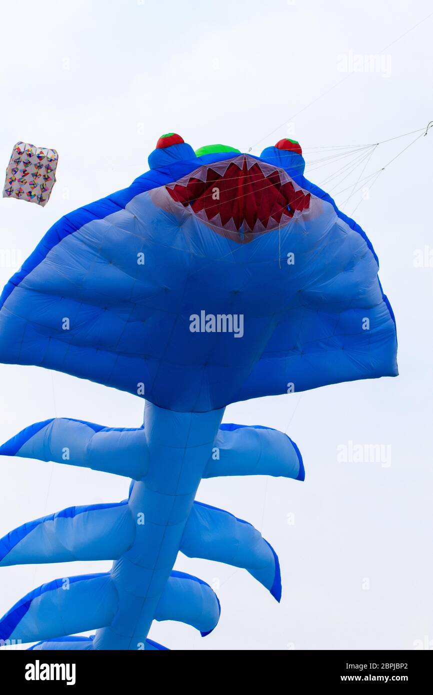 Blue kite that is flying. Blue fish kite Stock Photo - Alamy