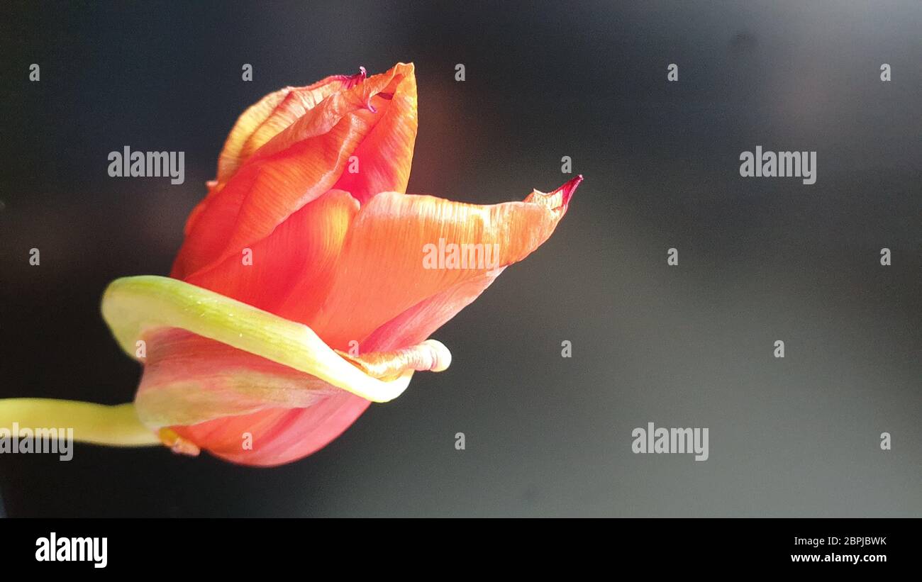 Flowers in close up Stock Photo - Alamy