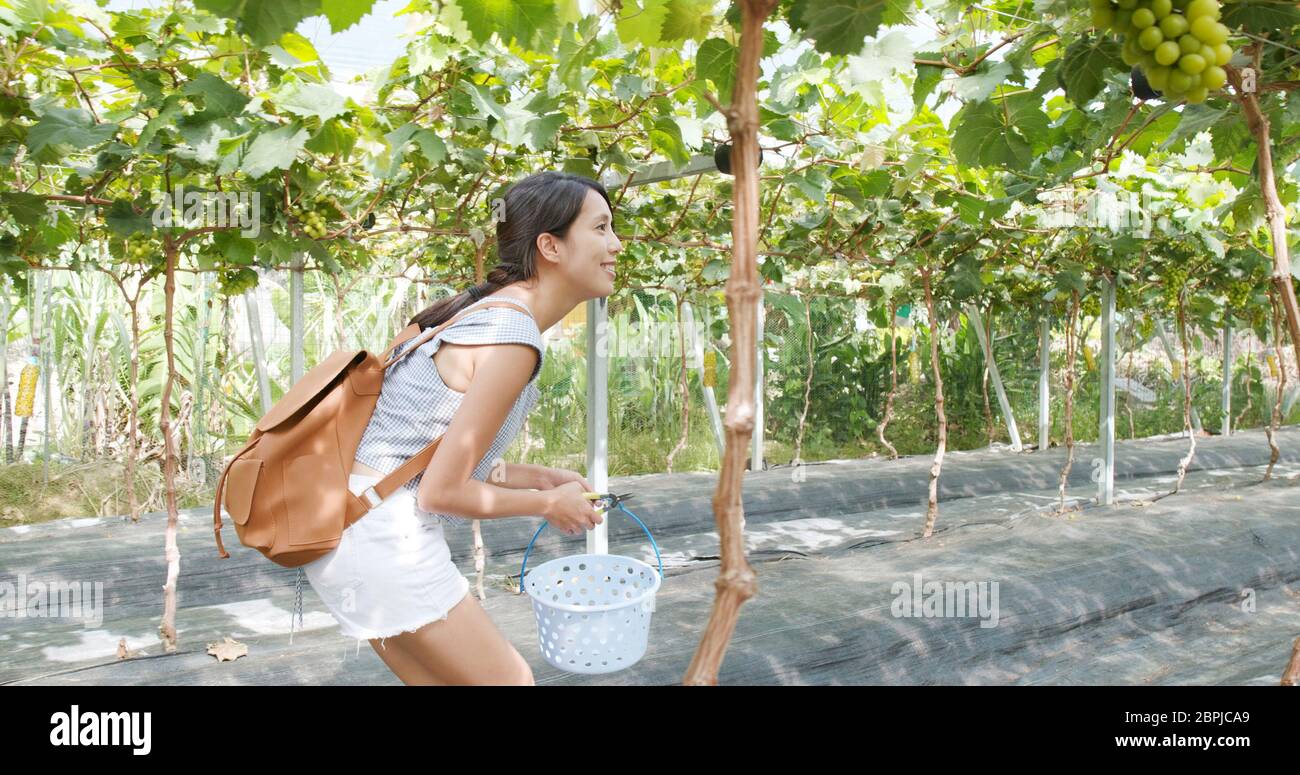 Woman visit green grape farm garden Stock Photo - Alamy