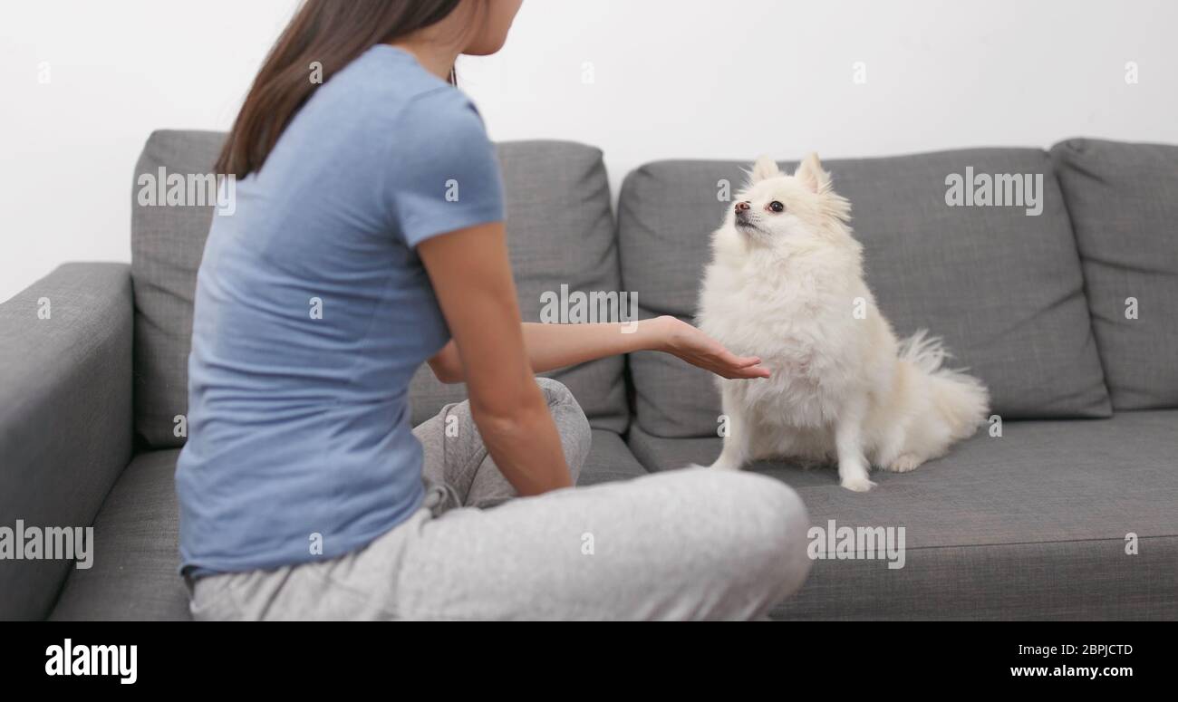 Woman training her dog Stock Photo - Alamy