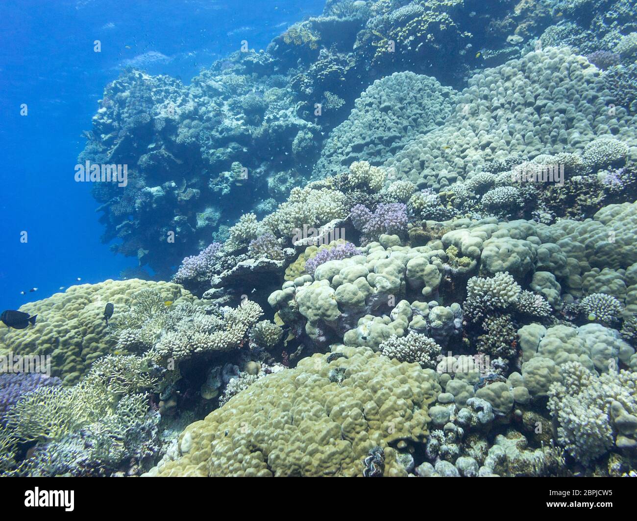 Colorful coral reef at the bottom of tropical sea, hard corals ...