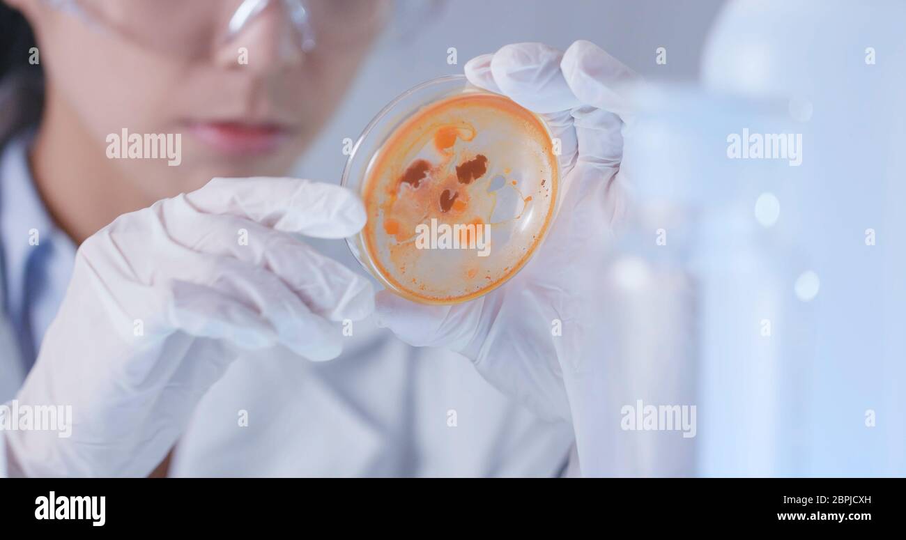 Scientist examining petri dishes in the lab Stock Photo - Alamy