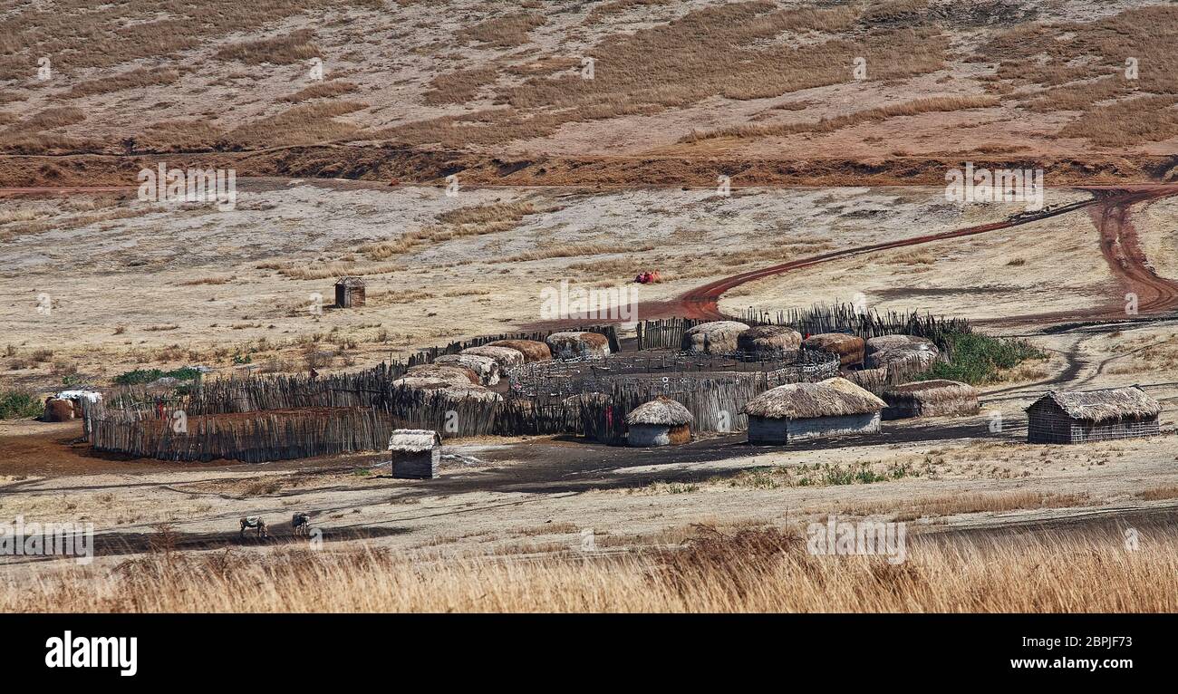Maasai village; small circular mud huts, other buildings, thatched ...