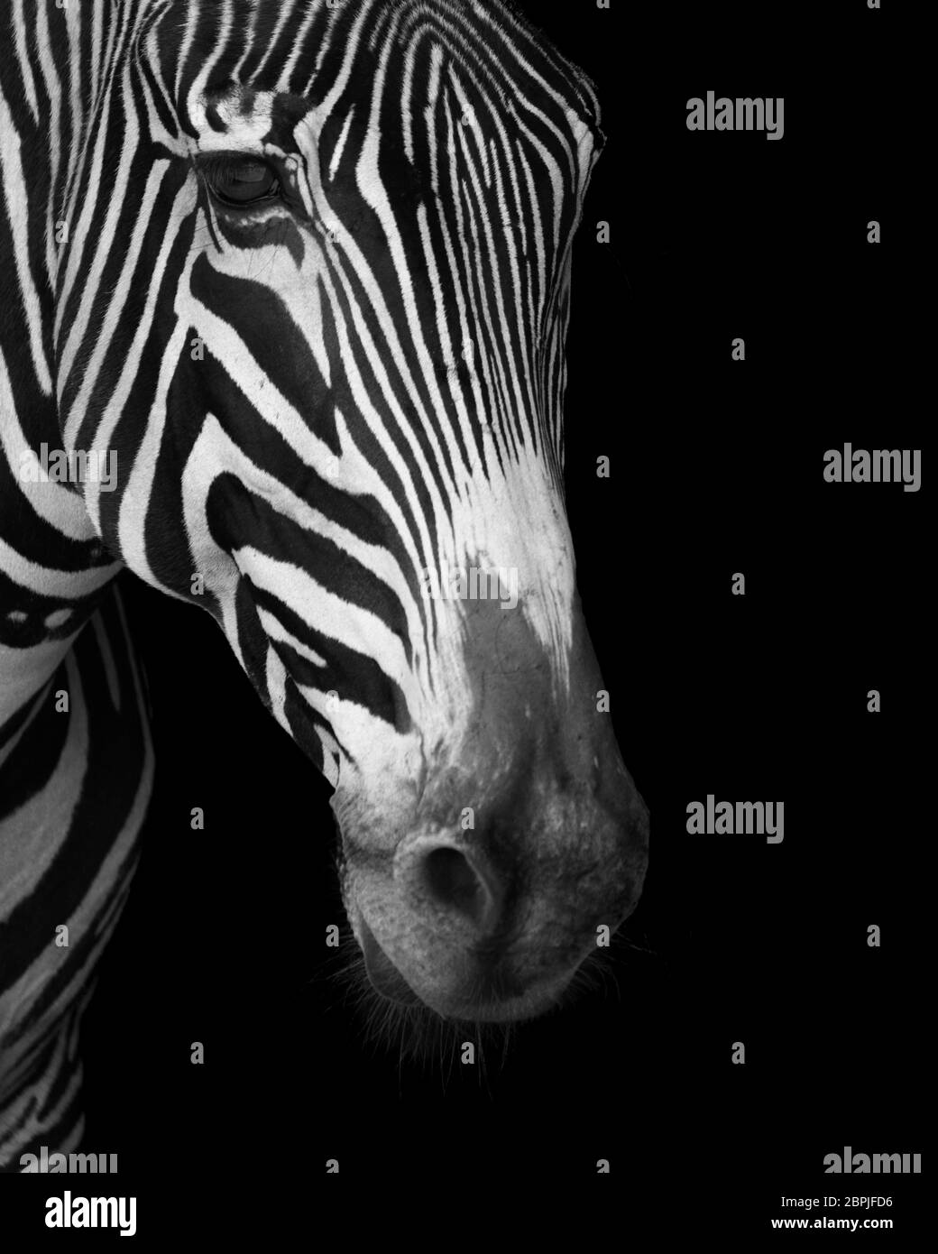 Zebra face Black and White Stock Photos & Images - Alamy