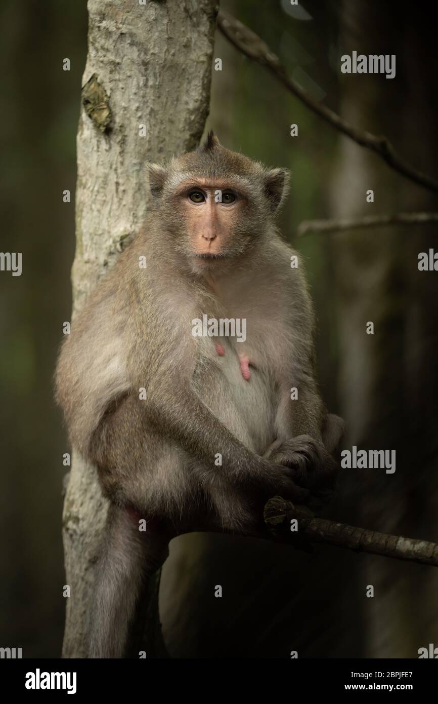 Long-tailed macaque sits in tree facing camera Stock Photo - Alamy
