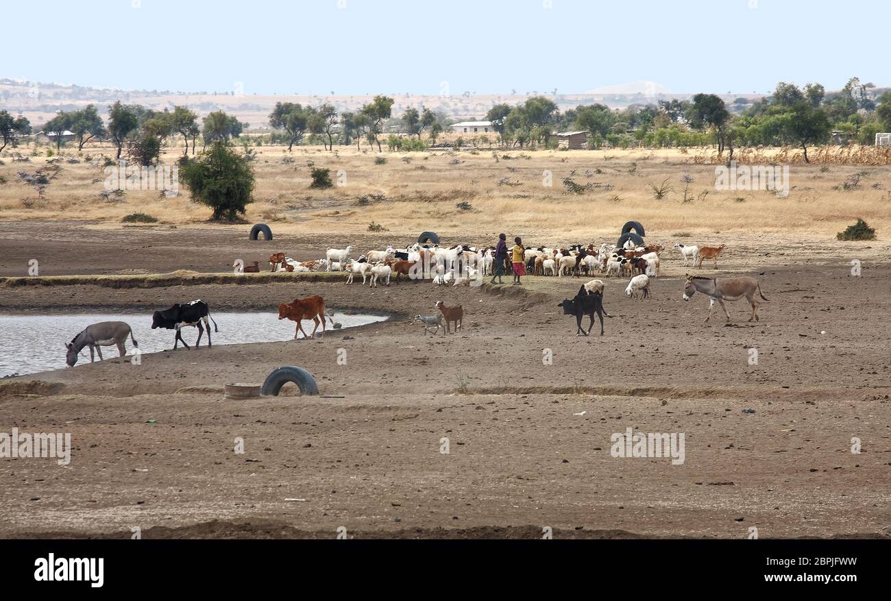 two boys tending animals, goats, donkies, cows, watering hole, arid ...