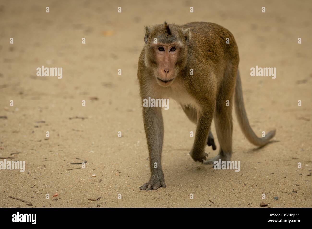 Long tailed macaque walks hi-res stock photography and images - Alamy