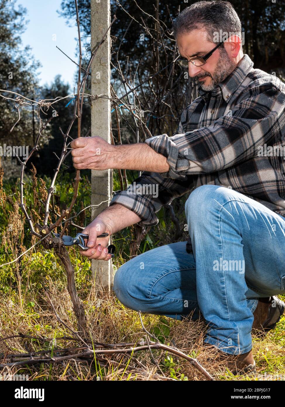 Caucasian wine grower at work engaged in pruning the vine with ...