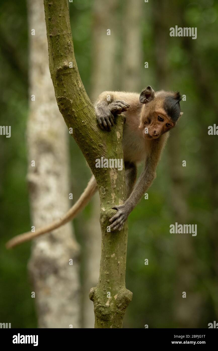 Long-tailed macaque starts climbing down tree trunk Stock Photo - Alamy