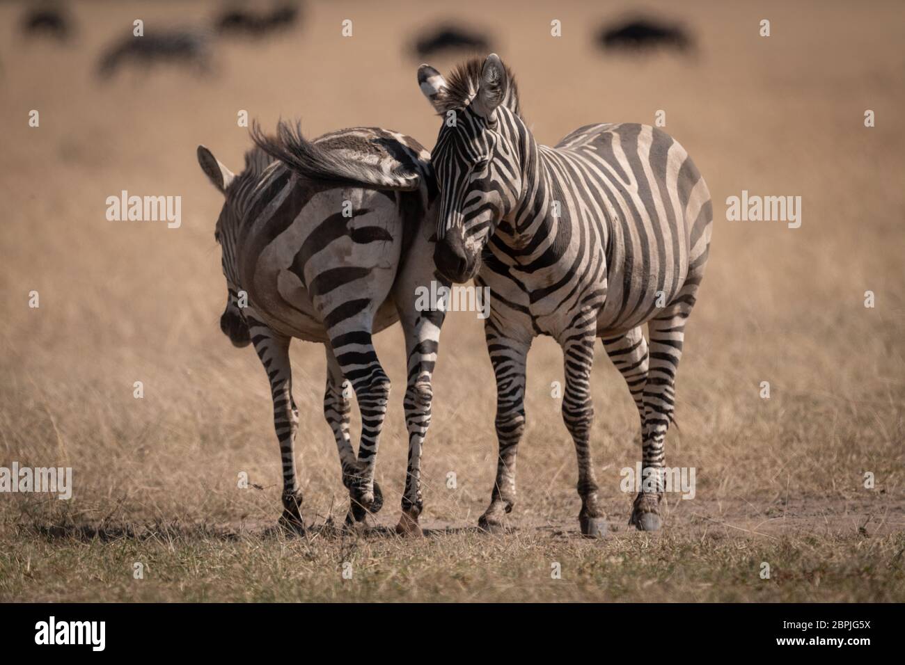 Two plains zebra standing with wildebeest behind Stock Photo - Alamy