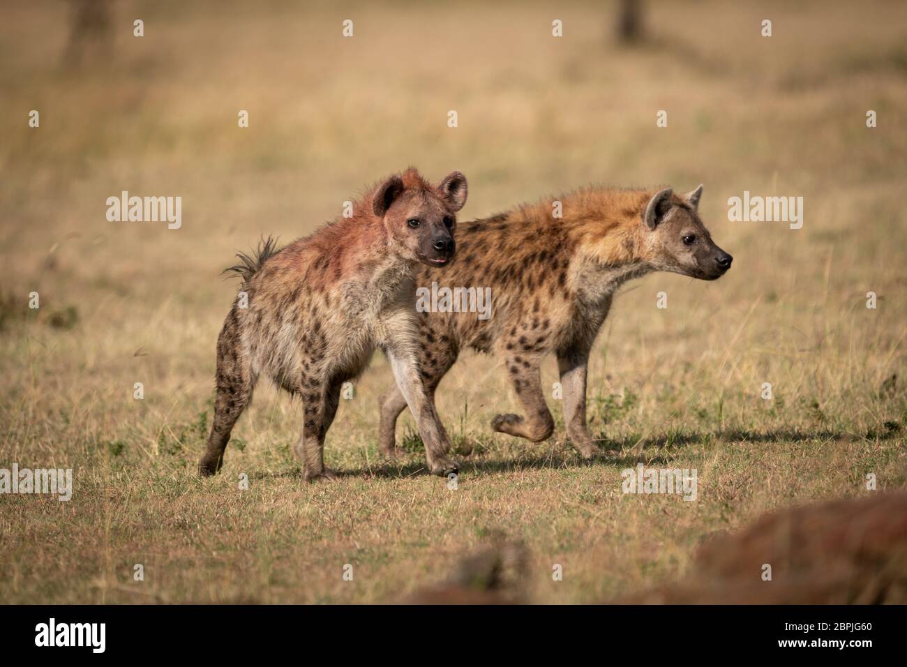 Two spotted hyena run across sunny grassland Stock Photo - Alamy