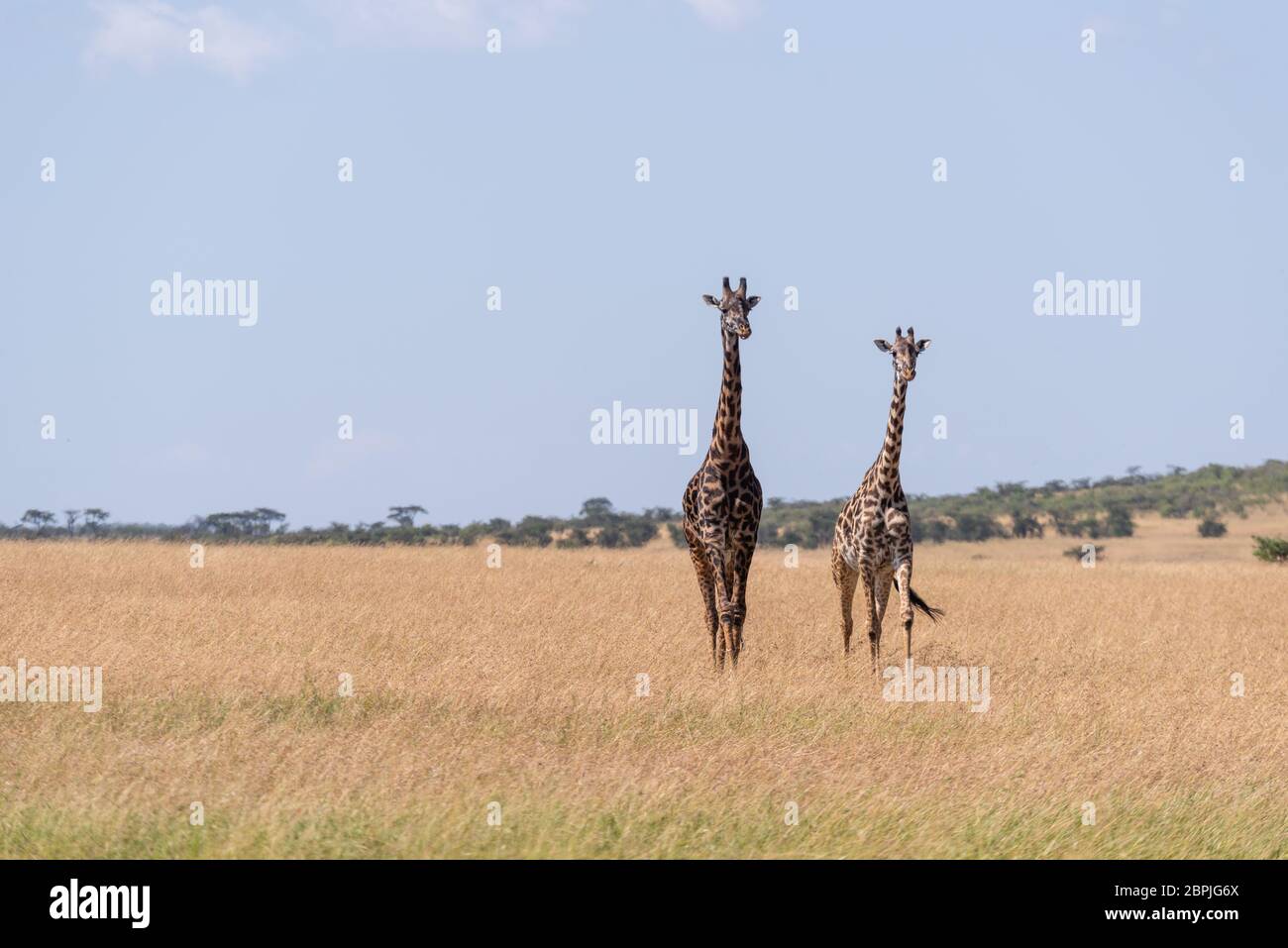 Walk in the grass hi-res stock photography and images - Alamy