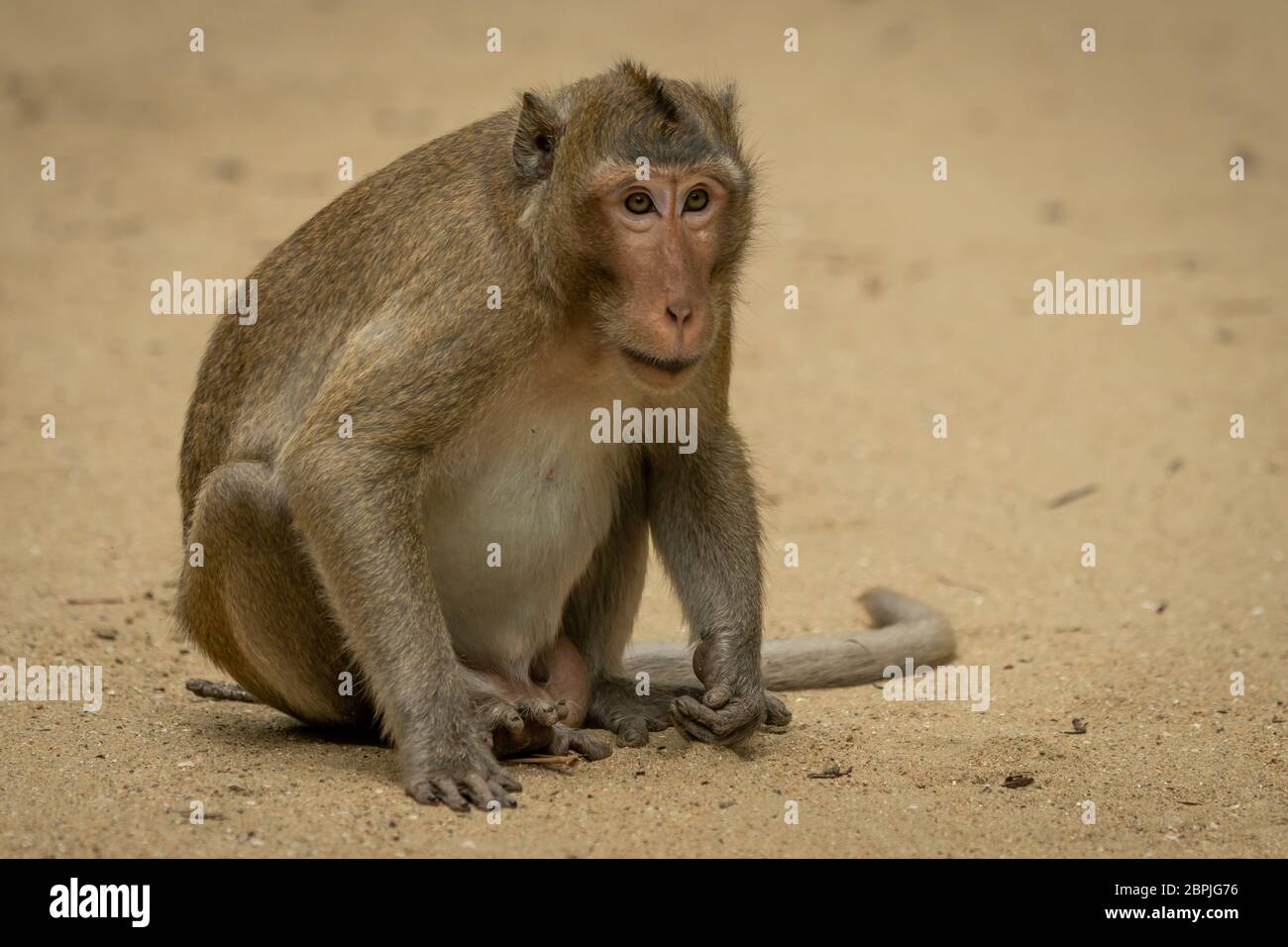Long-tailed macaque sits staring on sandy ground Stock Photo - Alamy