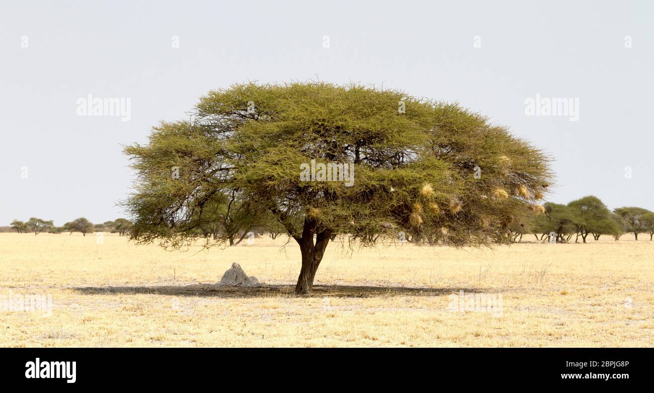 Thorn tree in the middle of the Kalahari, Botswana Stock Photo - Alamy