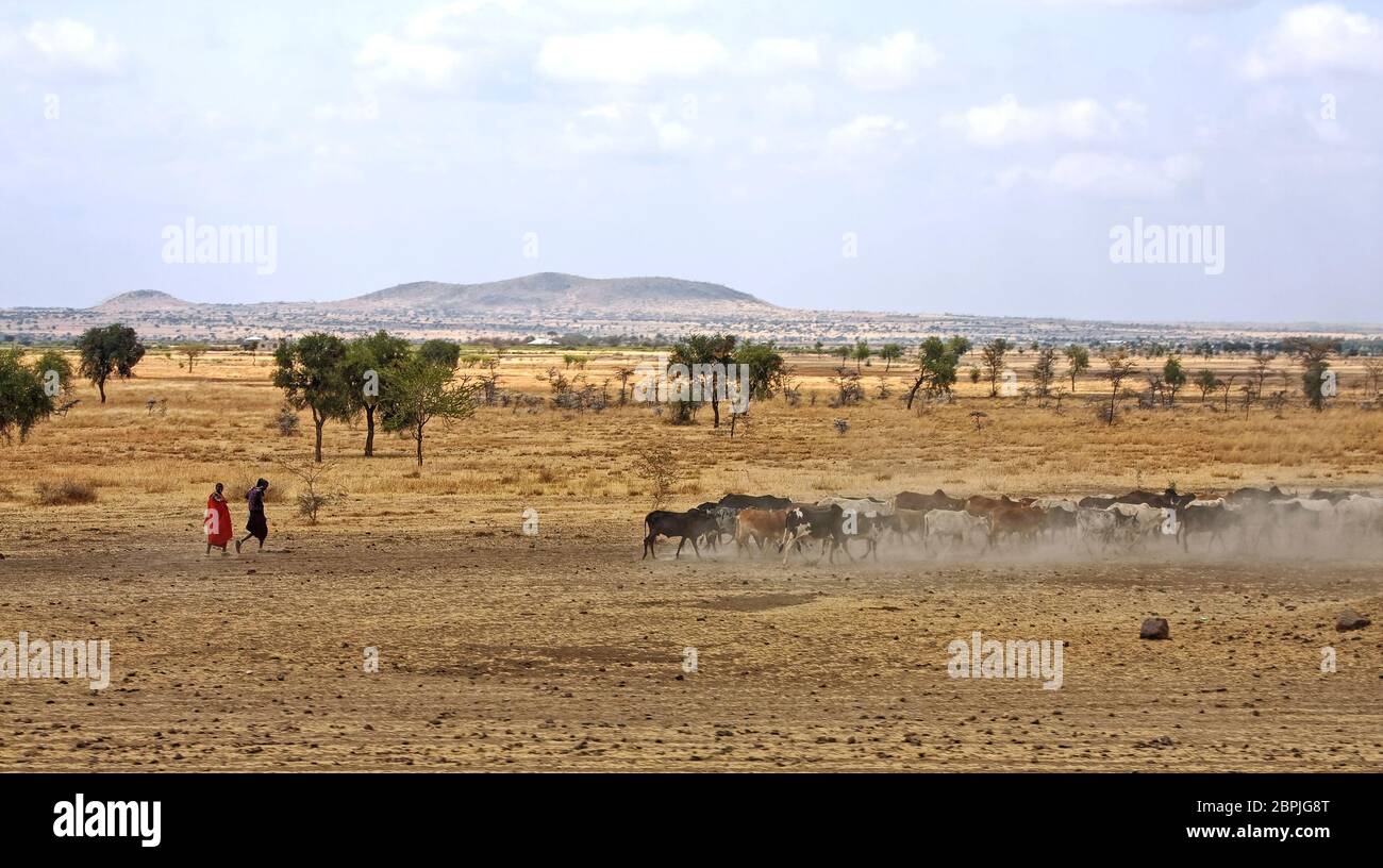 Dust animals hi-res stock photography and images - Alamy