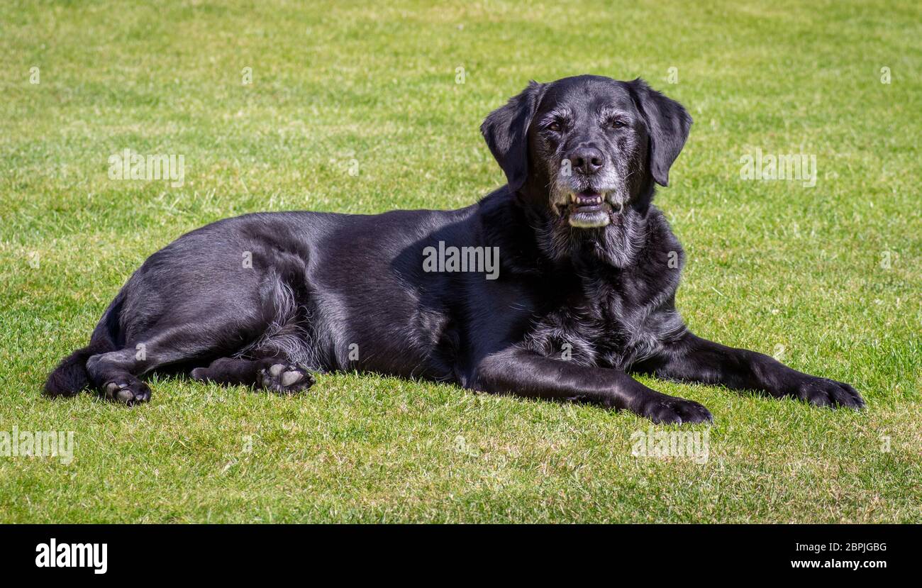 An older black Labrador lying down on green grass lawn facing the ...