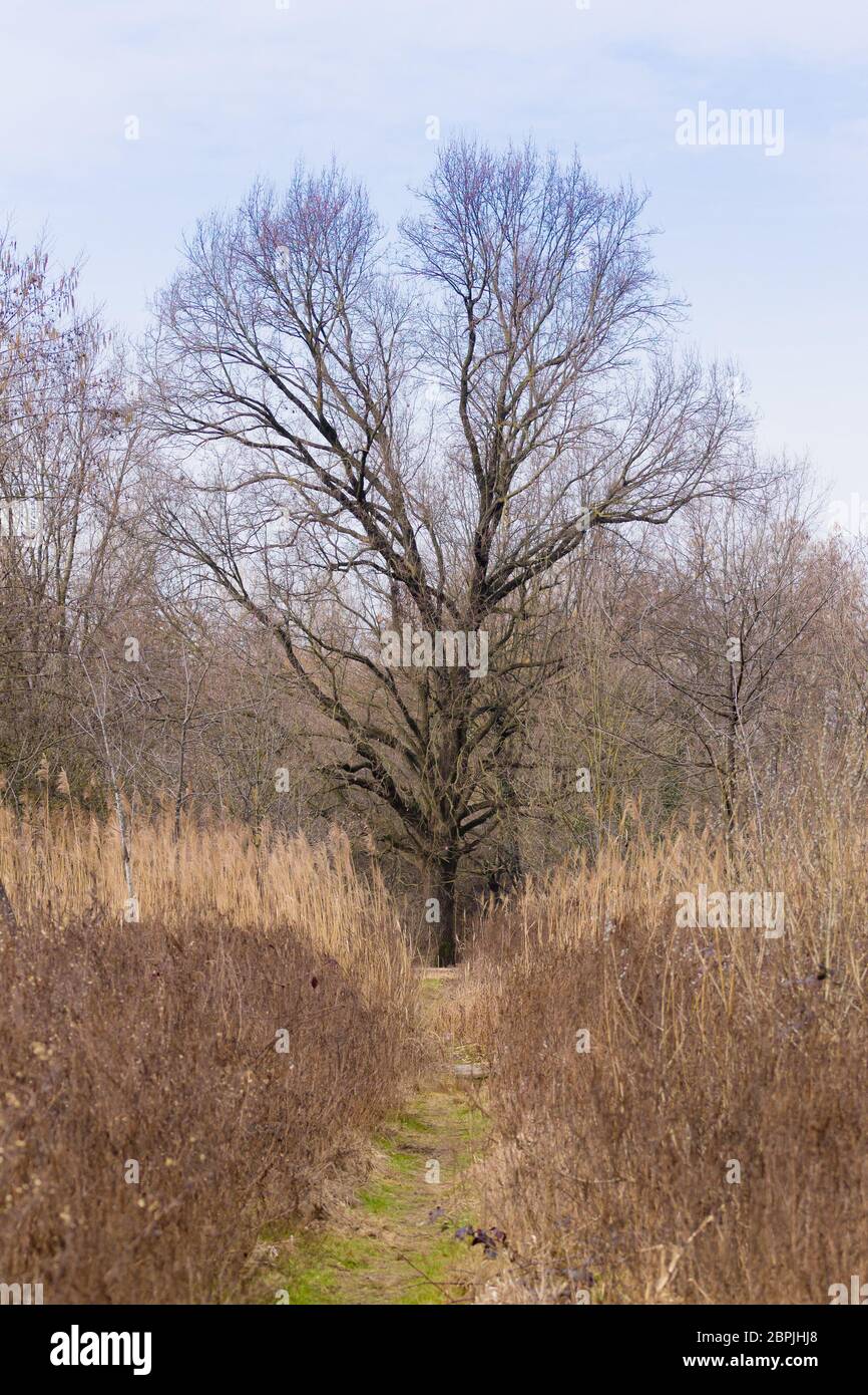 Solitaire tree on spring season. Sile river natural park, Italy Stock ...