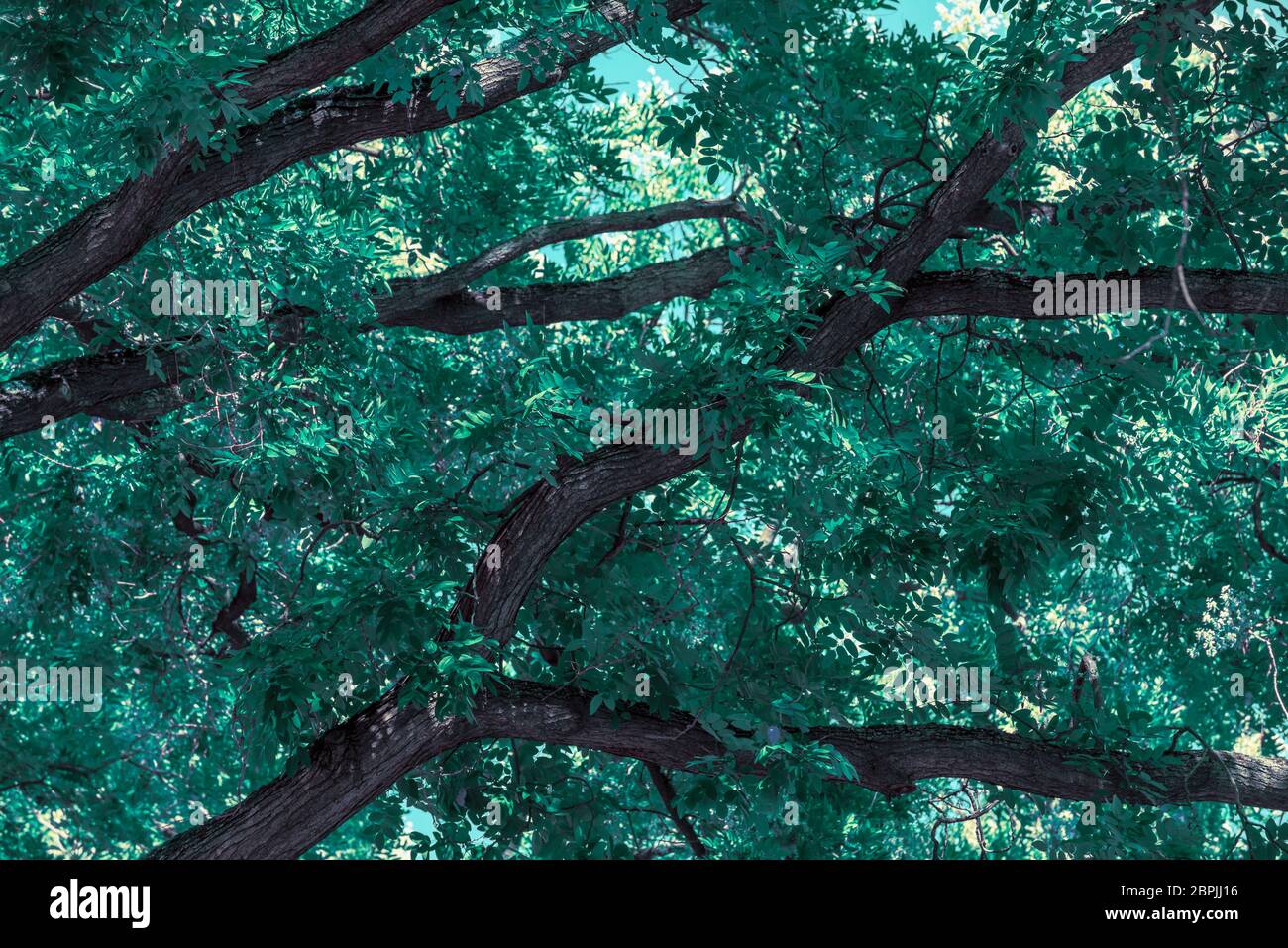 Backdrop of tree branches hi-res stock photography and images - Alamy