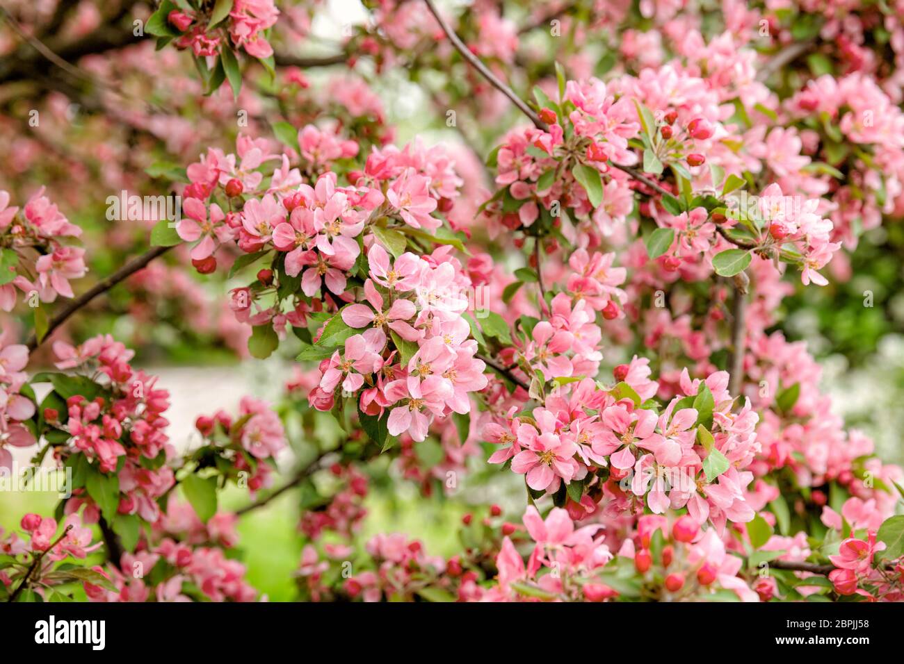 Spring natural background. Branches of a blooming decorative apple tree ...