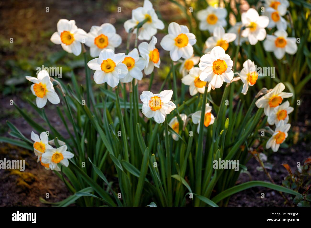Beautiful spring flowers in the flowerbed beautiful hi-res stock ...