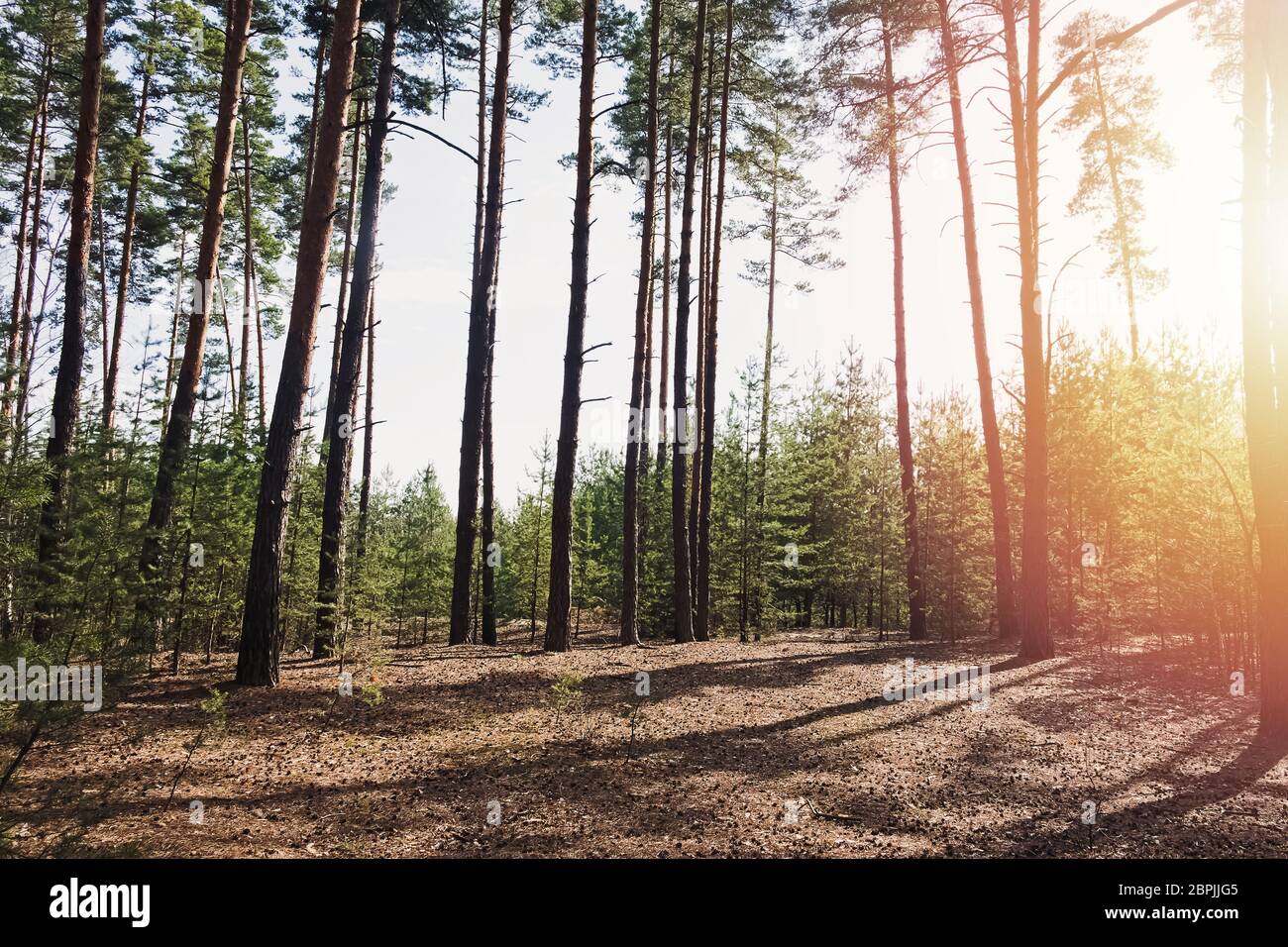 Pine forest with warm glowing ligh Stock Photo - Alamy