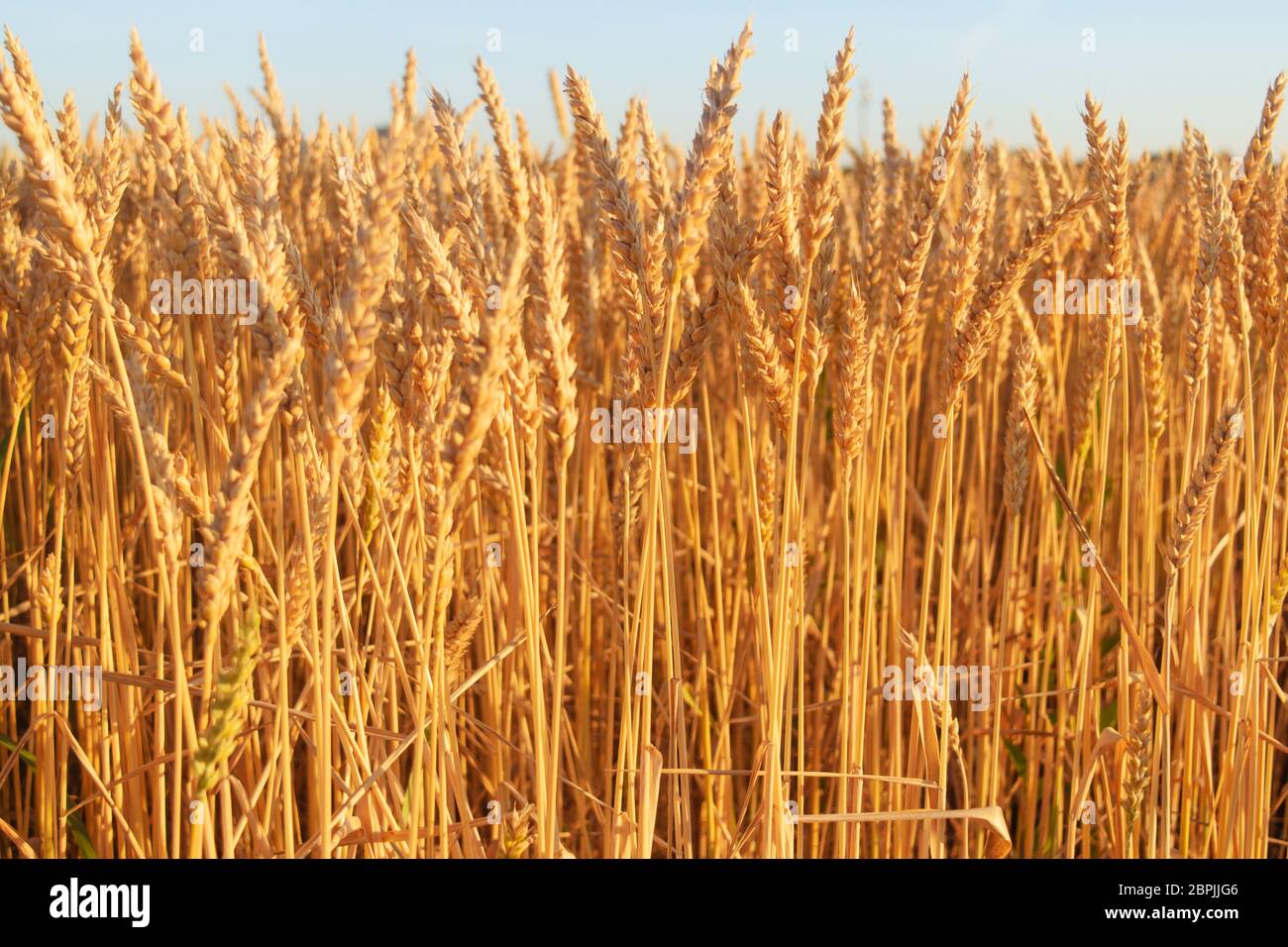 Golden sprouts hi-res stock photography and images - Alamy