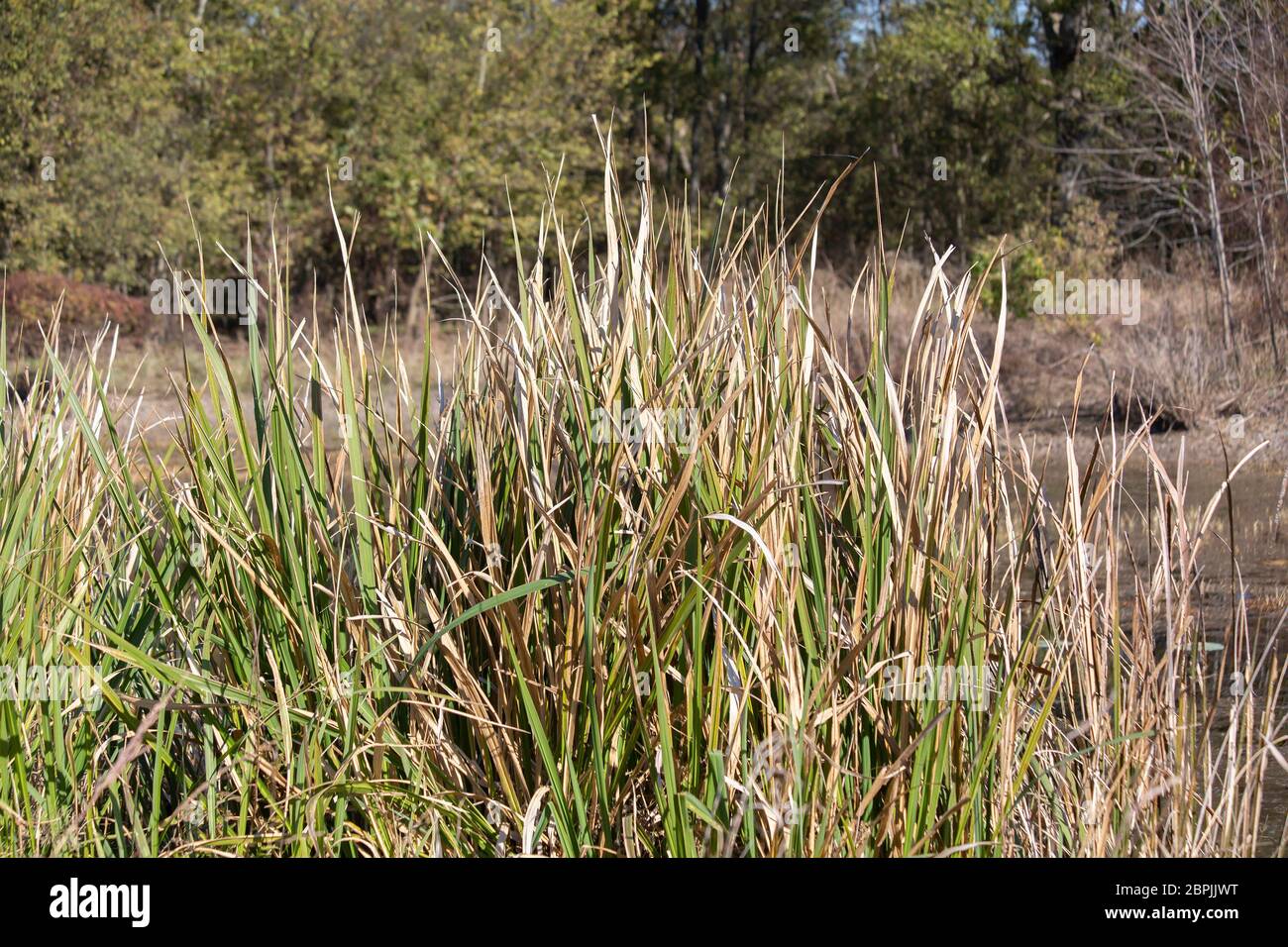 Native grass nebraska hi-res stock photography and images - Alamy