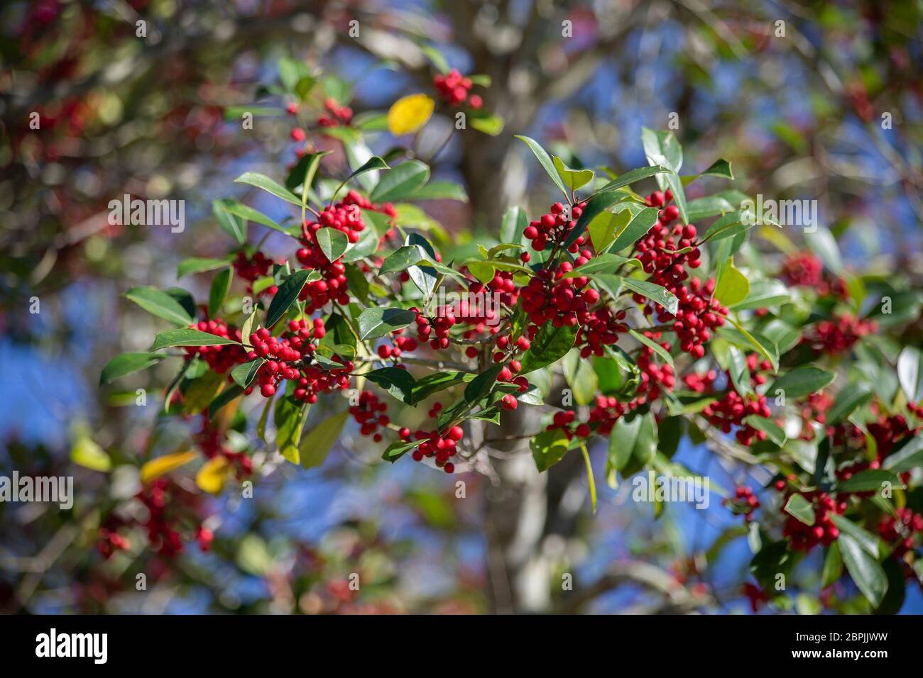 Small red berries growing on a bush in nature Stock Photo - Alamy